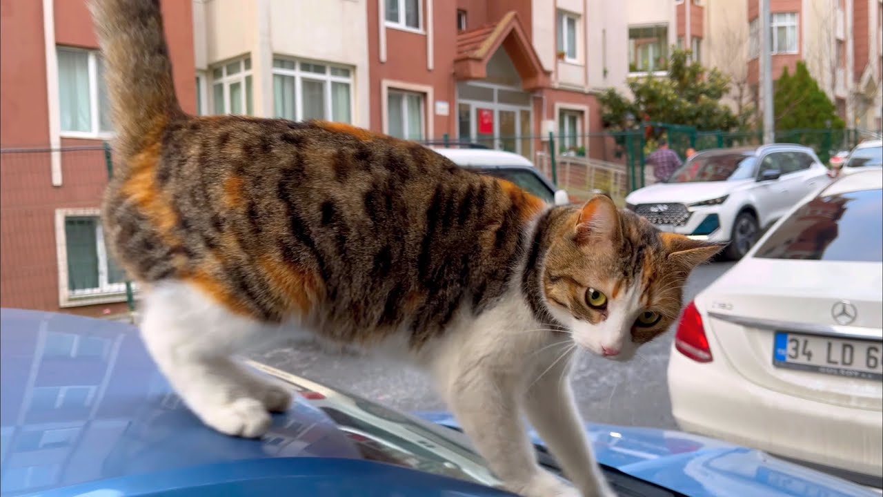 Welcome to Cat City. Here cats are freer than anywhere else. - YouTube