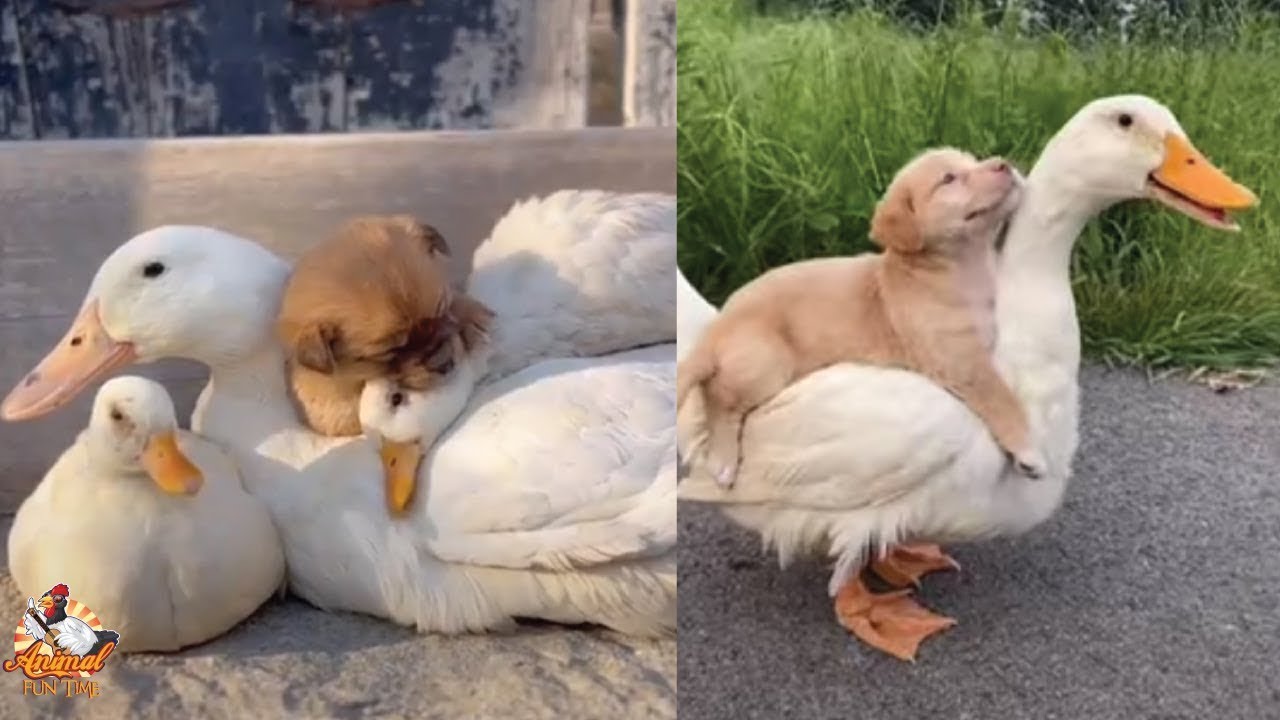 Funniest Puppies and Ducks Rides Moments - YouTube