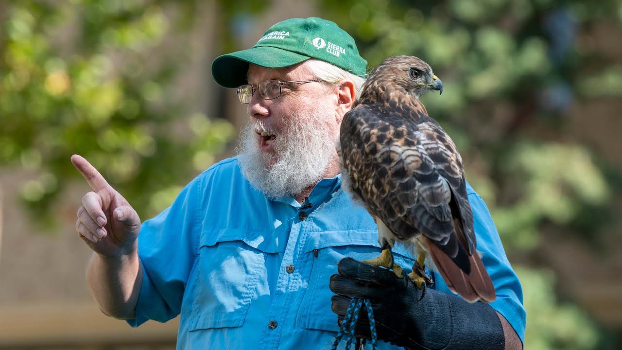 Home Game Festivities: Falconry - YouTube