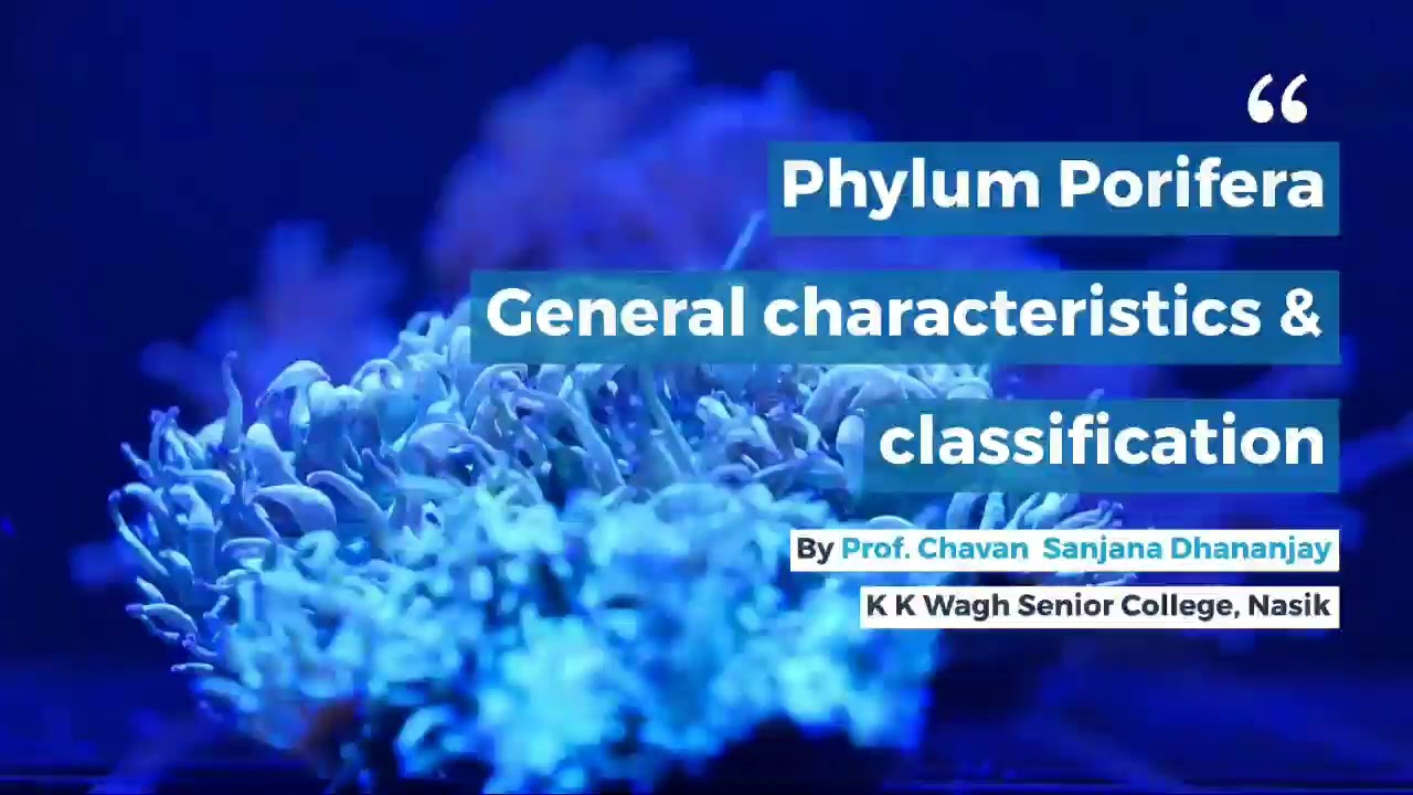 Phylum Porifera -Characteristics & classification - YouTube