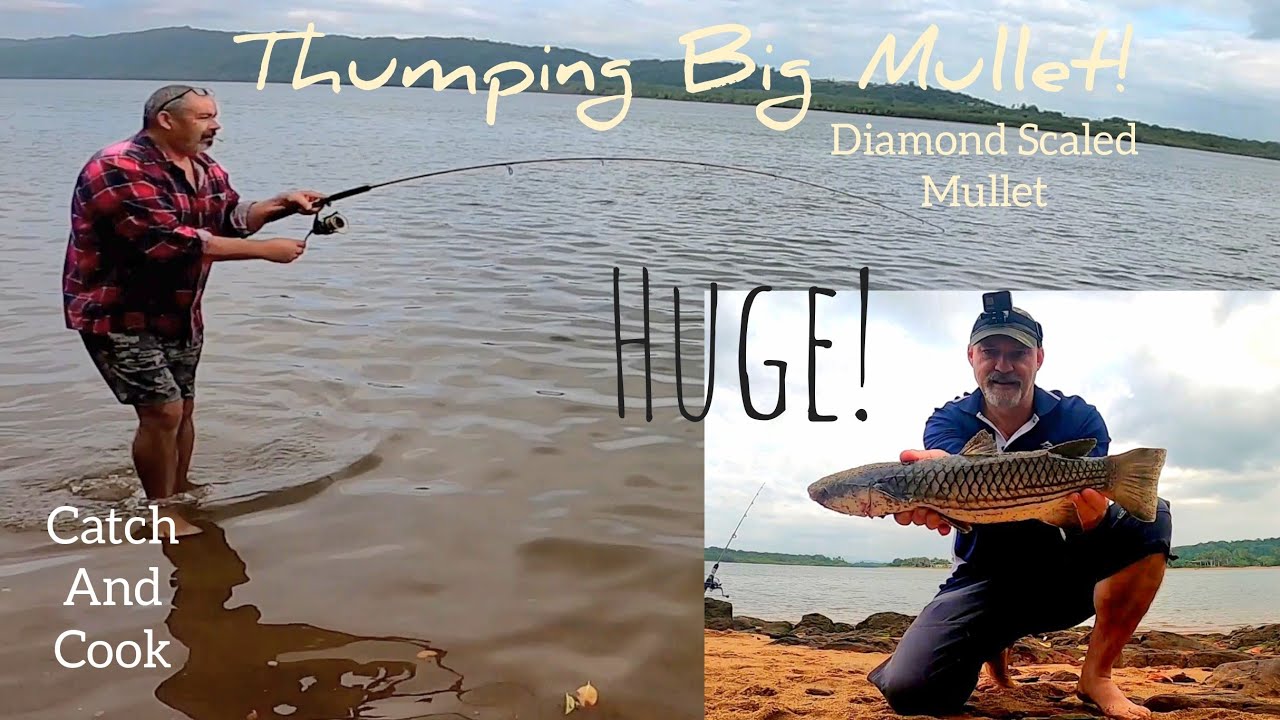 Biggest Mullet I've Ever Seen. Yes We Ate It! ep95 - YouTube