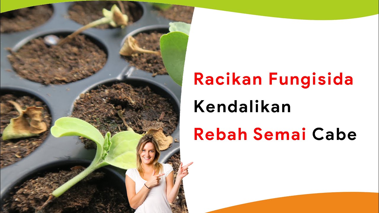 Rebah Semai, Cegah dan Kendalikan dengan Campuran Fungisida dan ZPT ...