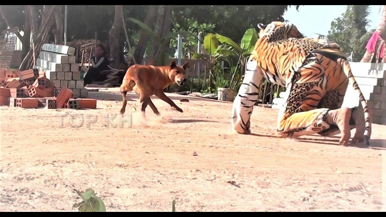 Wow!! funny Dog Prank Dog Run Best So So Funny - YouTube