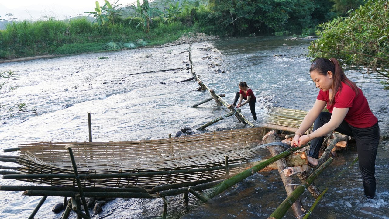 Use bamboo as a water barrier and divert the flow to fish traps - Dung ...
