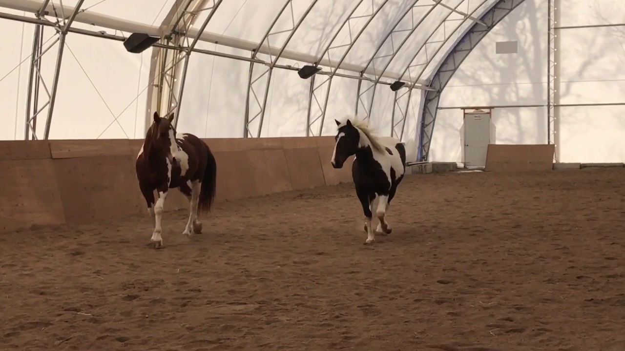 Silly Ponies Being Silly - YouTube