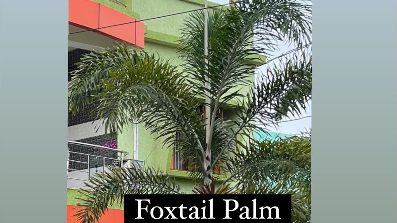 Different stages of Foxtail palm plant from seed to fully grown plant ...