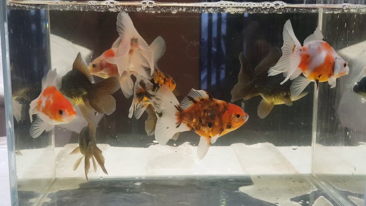 Cá vàng Oranda 2n 2.5n - YouTube