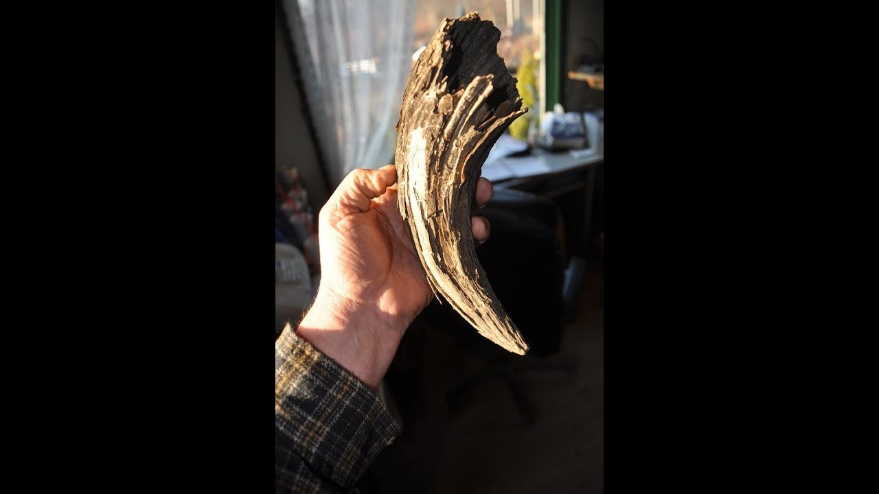 Weird Horns and What they are.. - YouTube