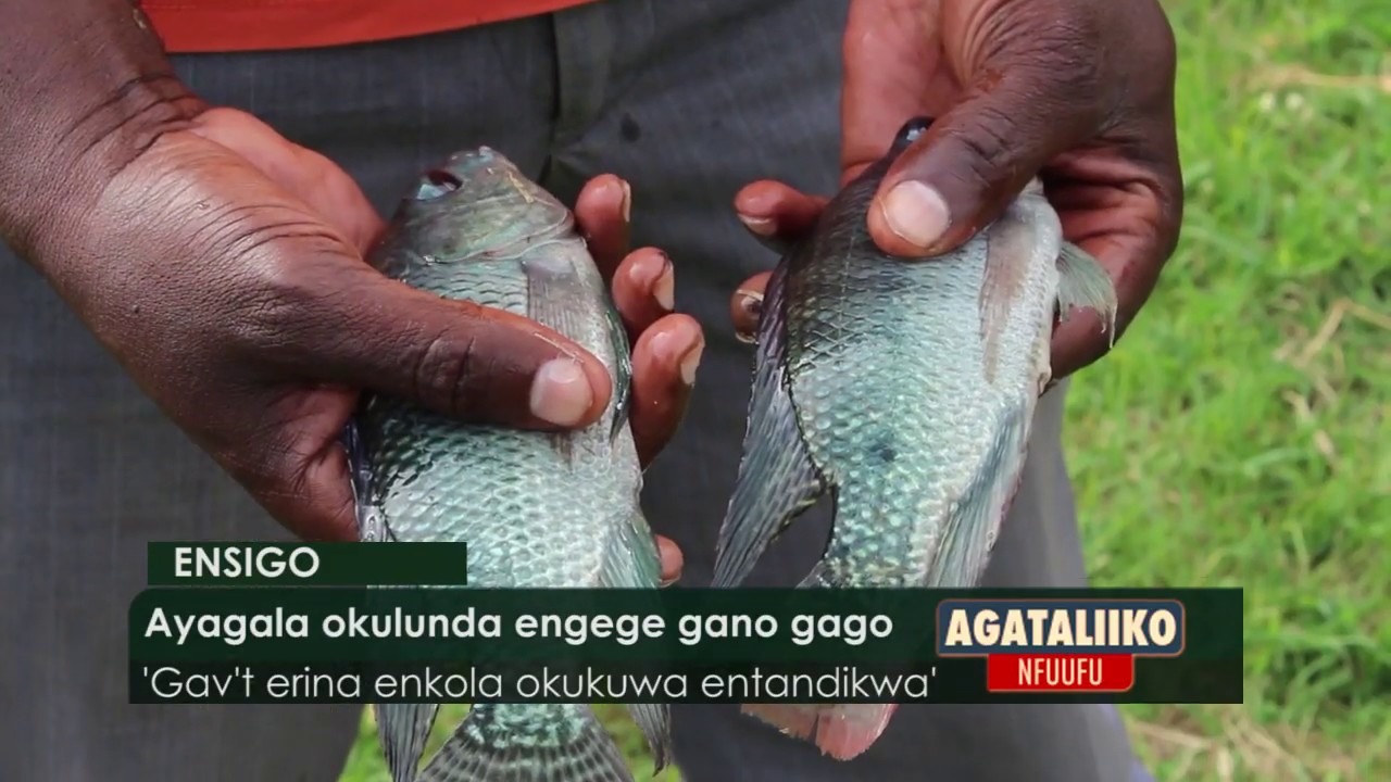 ENSIGO: SANGA :Ayagala okulunda engege gano gago. - YouTube