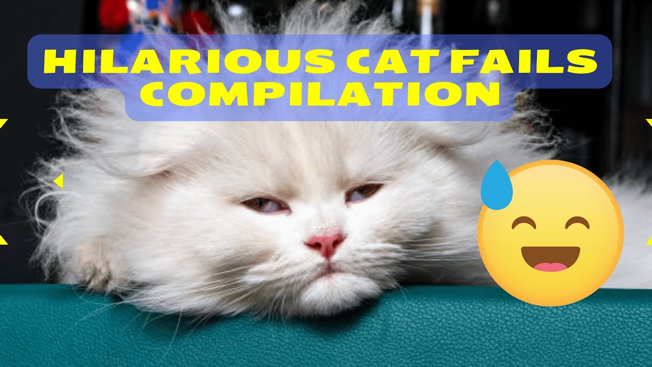 Hilarious Cat Fails Compilation - YouTube