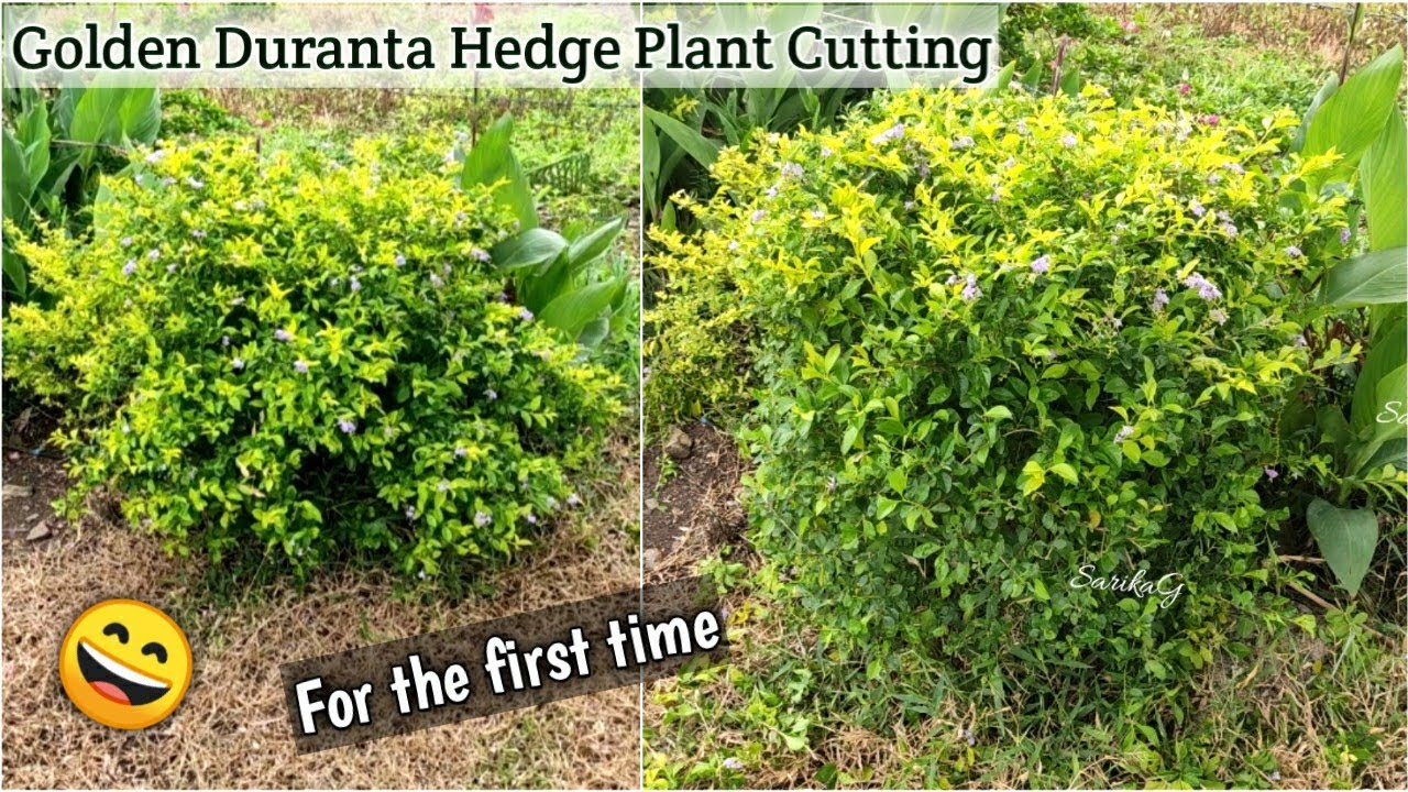 Golden Mehendi/ Duranta Hedge Plant Cutting| मेंहदी का पौधा कटिंग करने ...