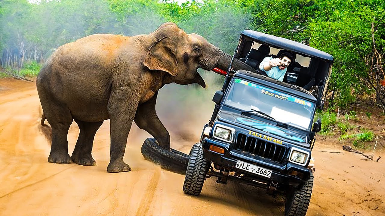 45 Heart-Stopping Moments Wild Elephants Mercilessly Charge and Attack ...