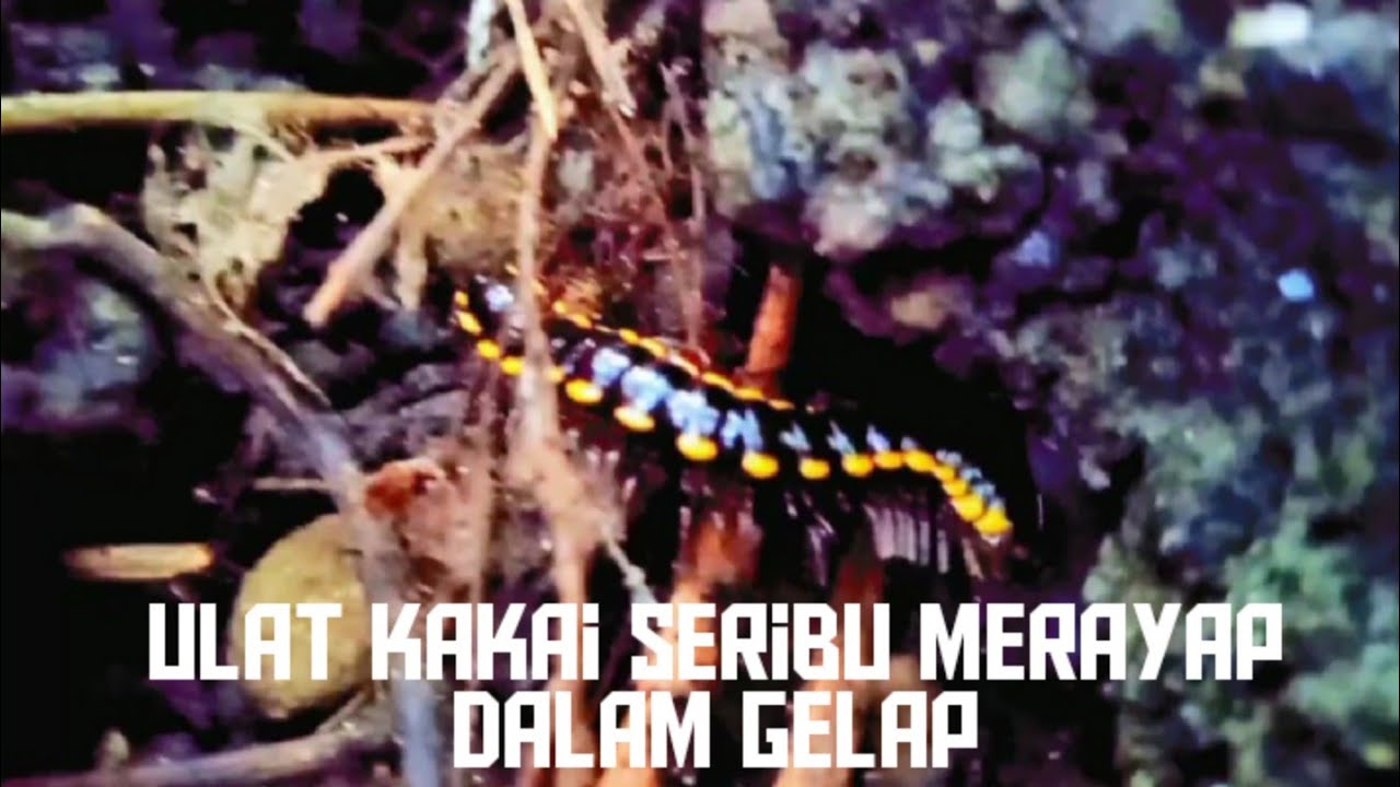 ulat kaki seribu merayap dalam gelap | @happy99148 | @ SERANGGA CHANNEL ...