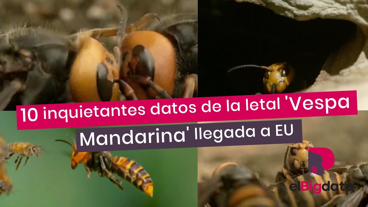 La Vespa Mandarina, conoce diez datos de este insecto letal - YouTube