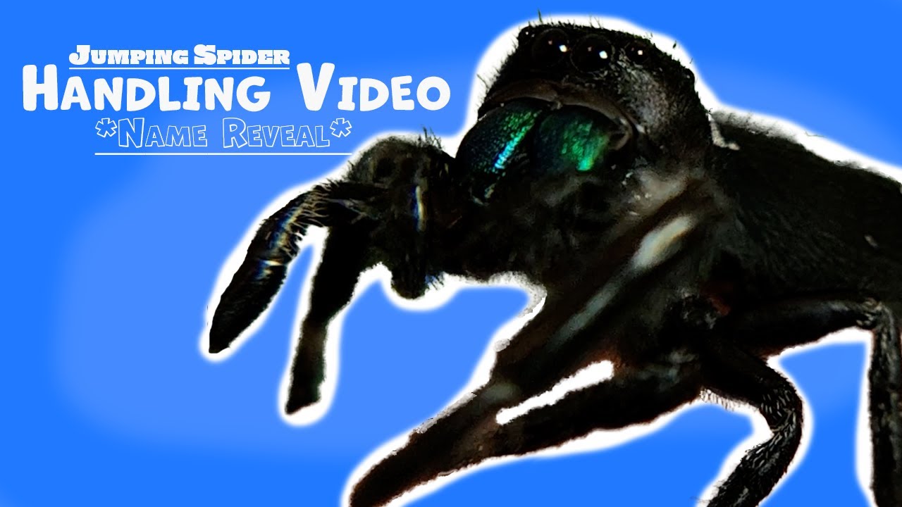 Male Phidippus Regius Jumping Spider Handling Video | Name Reveal - YouTube