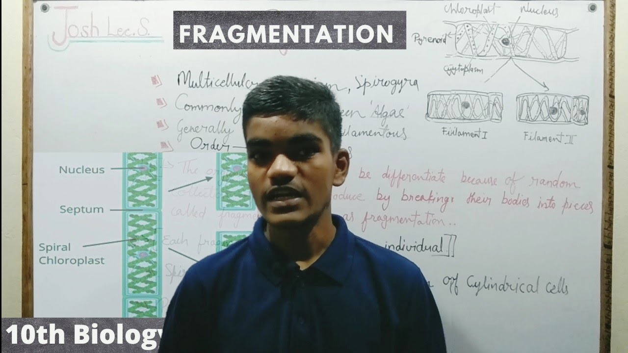 Fragmentation l How Do Organisms Reproduce l 10th Bio.l NCERT+ Olympiad ...