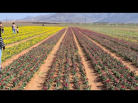 KARAMAN KIZILKUYU KÖYÜ LALE DEPOSU