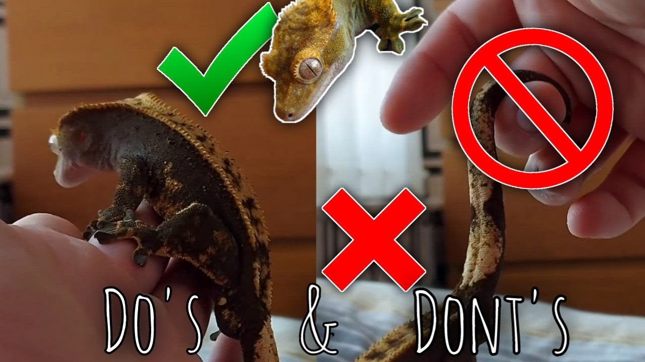 How to Handle a Crested Gecko (What you Should and Shouldn't Do) - YouTube