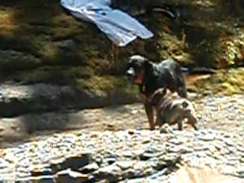 a french bulldog and a labrador mix - YouTube