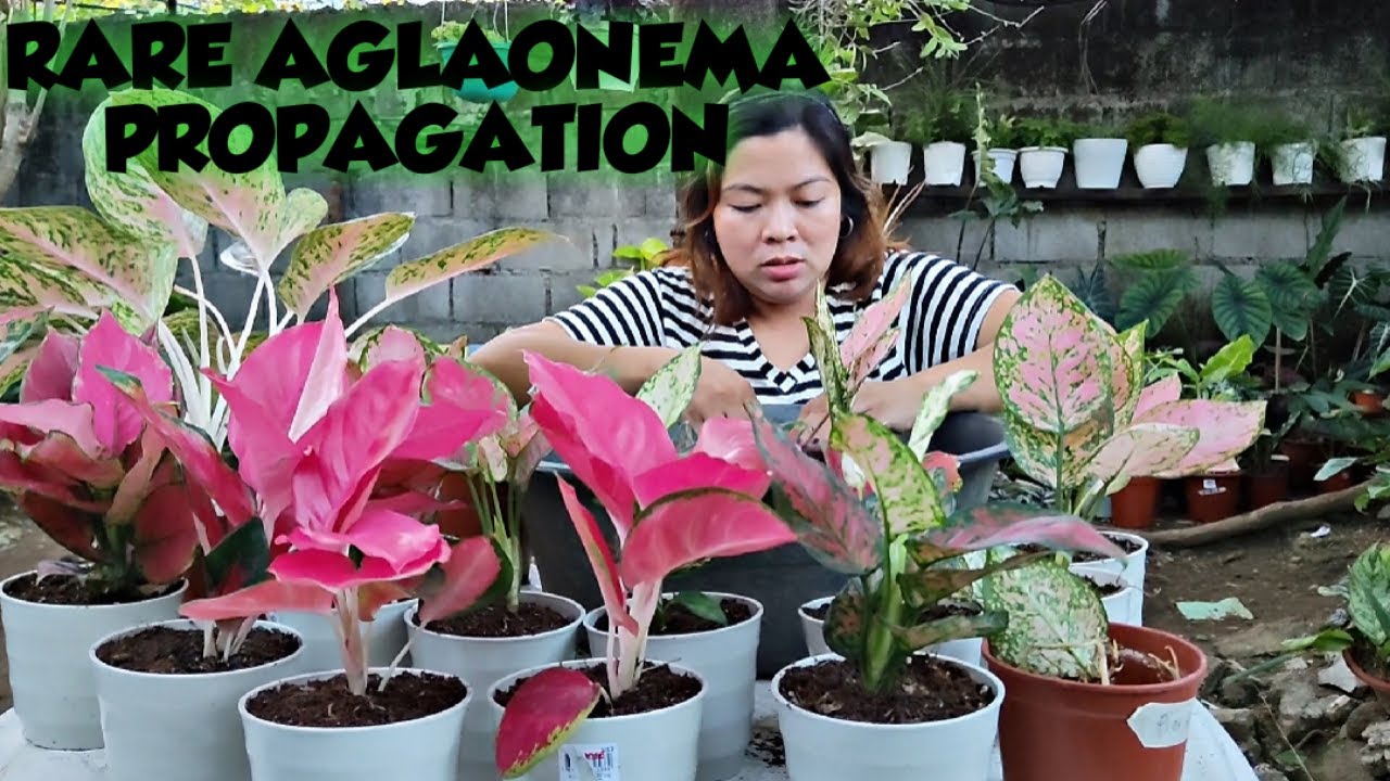 RARE AGLAONEMA PROPAGATION FROM NURSERY // EASY WAY - YouTube