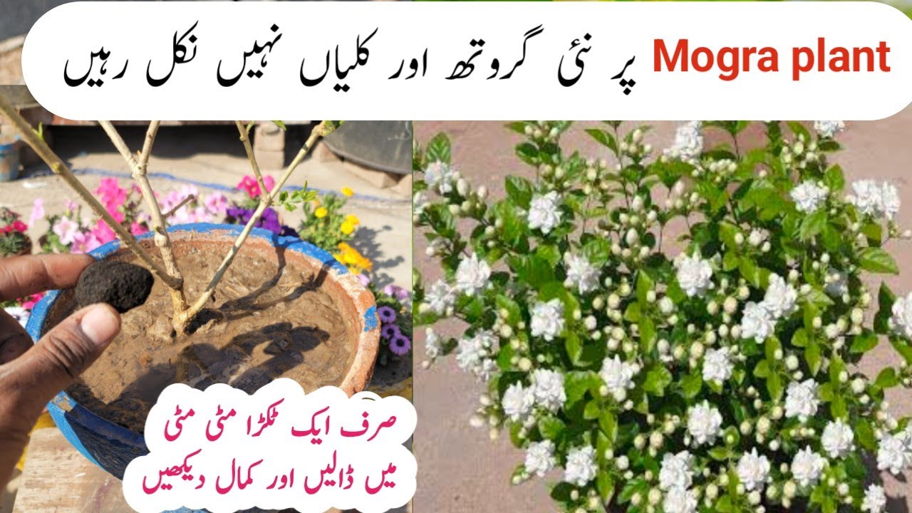 Get heavy flowering on jasmine | Motiya pr ziyada kaliyan lane wali ...