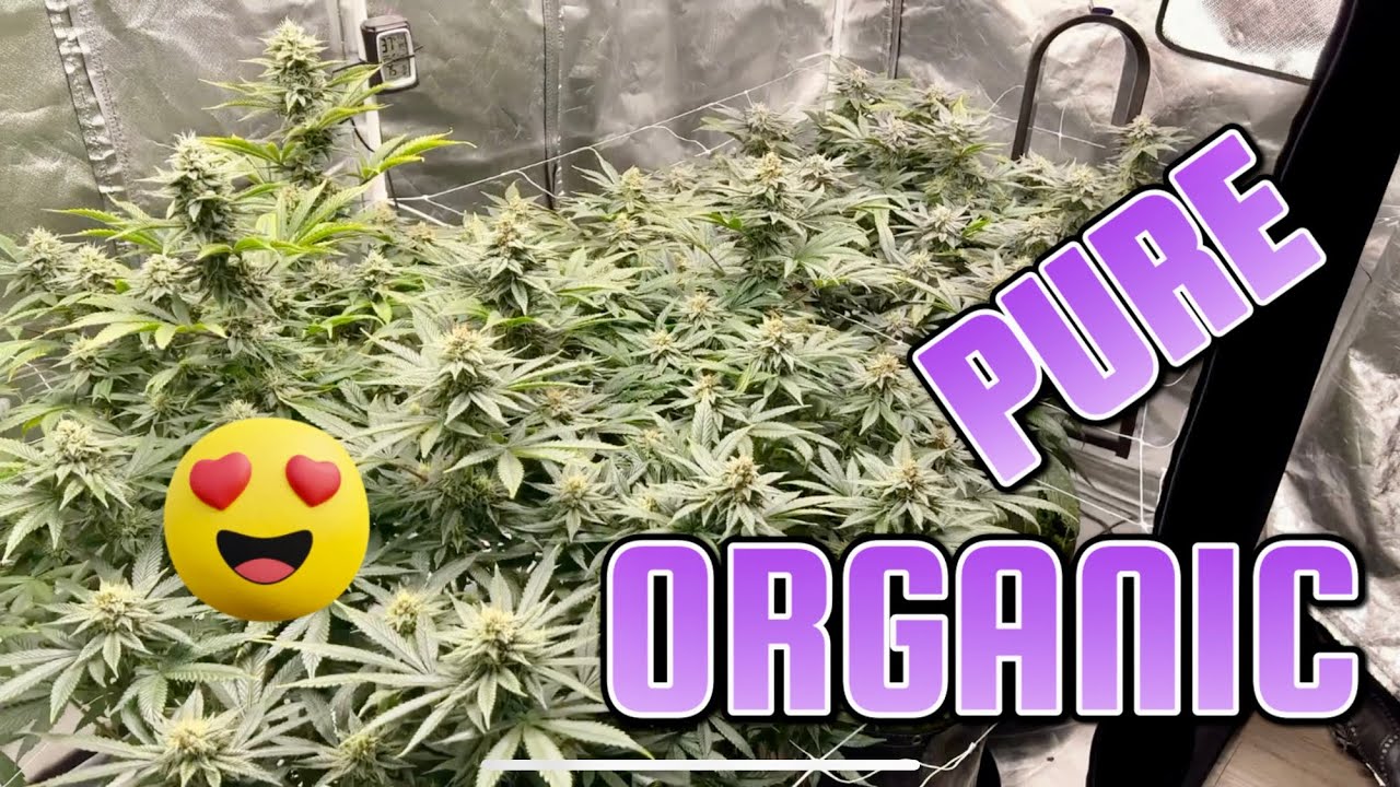 ORGANIC SCROG: OG KUSH, BUBBA CAKE/Spider Farmer SF4000, 4x8 grow tent ...