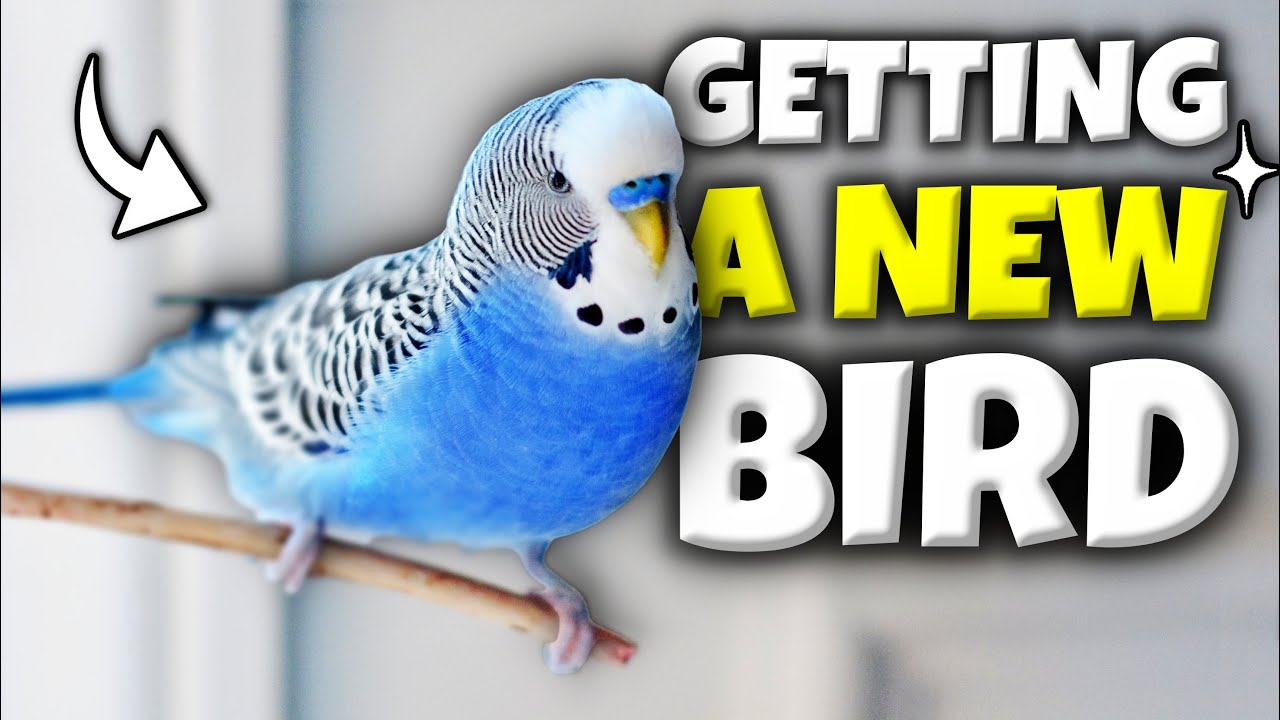 Everything You Need to Know Before Getting a Bird - YouTube