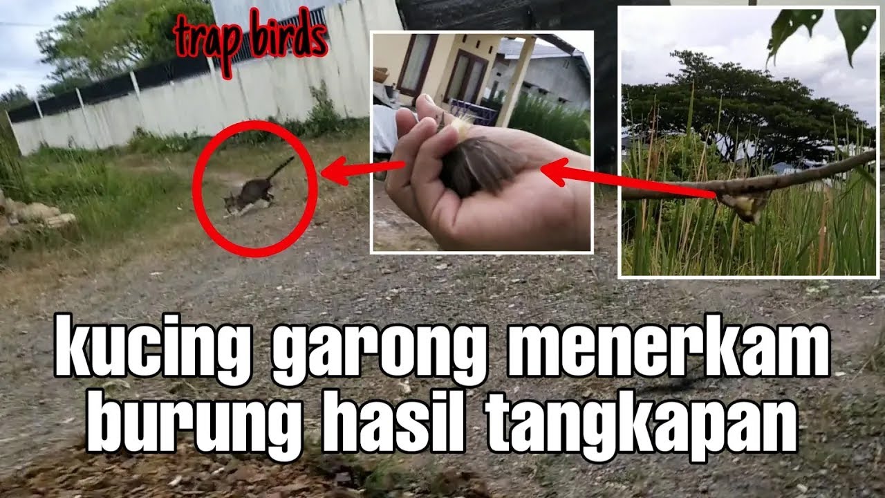 Burung hasil jebakan malah diterkam kucing garong | trap birds - YouTube