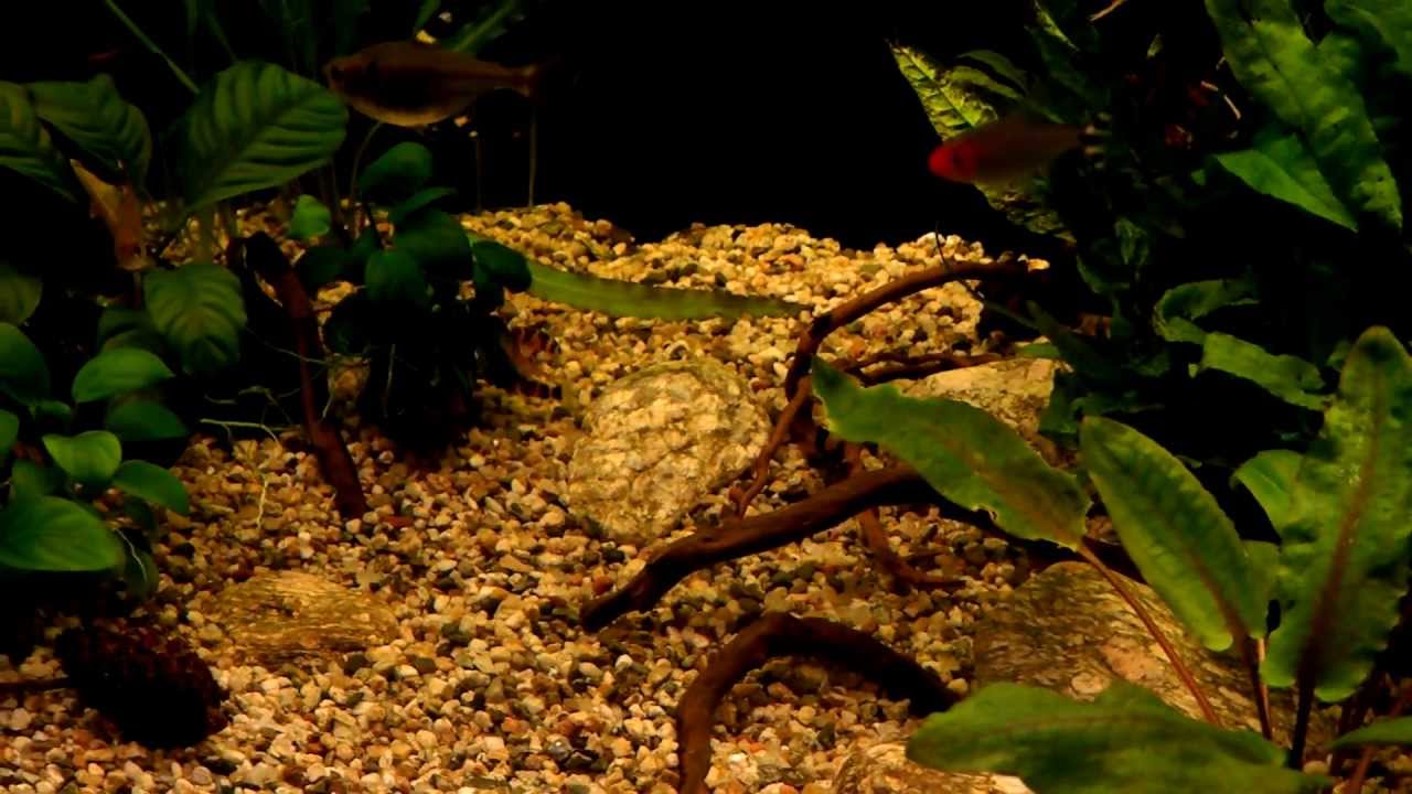 200l Anubias tank - YouTube