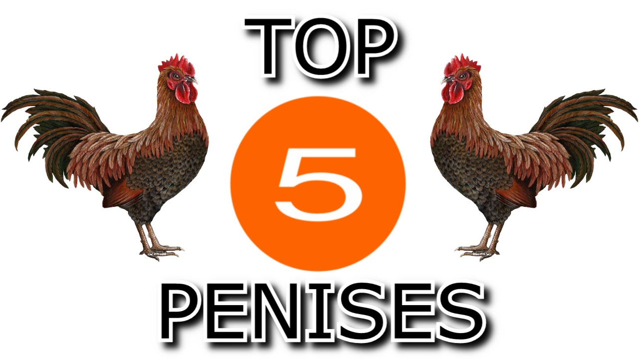 TOP 5 Longest Human Penises In The World - YouTube