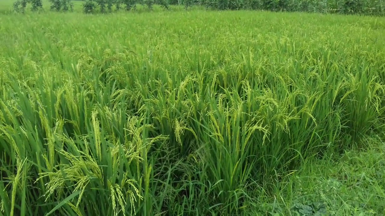 PADI FASE PERTUMBUHAN DENGAN ECO FARMING - YouTube