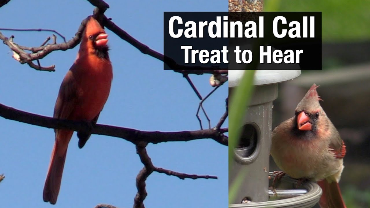 Cardinal Call - Treat to Hear - YouTube