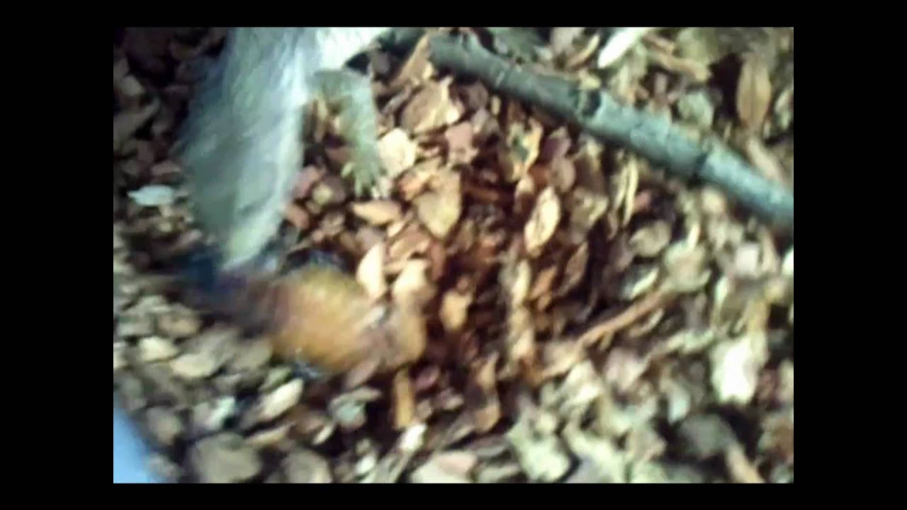 My Savannah Monitor Lizard (Shady) Eating World's Largest Cockroach ...