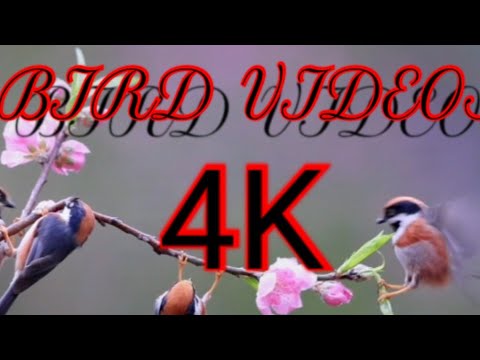 Birds are an integral part of the natural world@ bird 4k video - YouTube