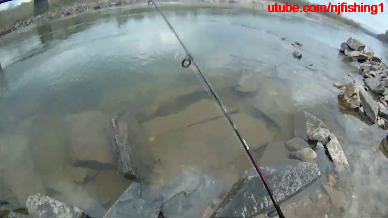 how to tie a shad rig for shad fishing? - YouTube