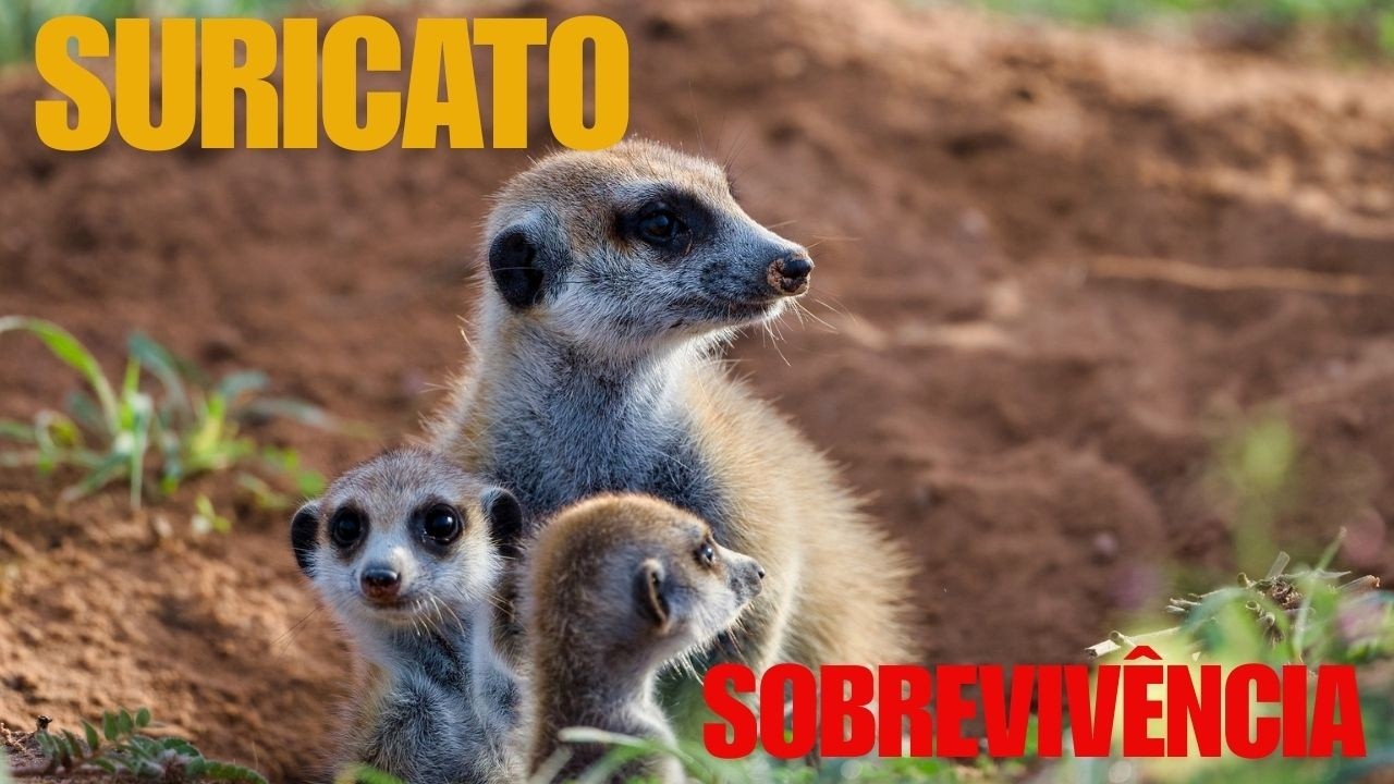 SURICATO SOBREVIVENDO NO DESERTO: #suricato #curiosidadeanimal # ...