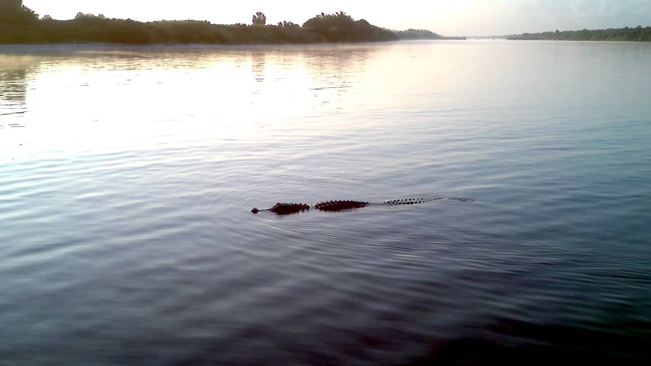 Gator swimming by in Lake Okeechobee - YouTube