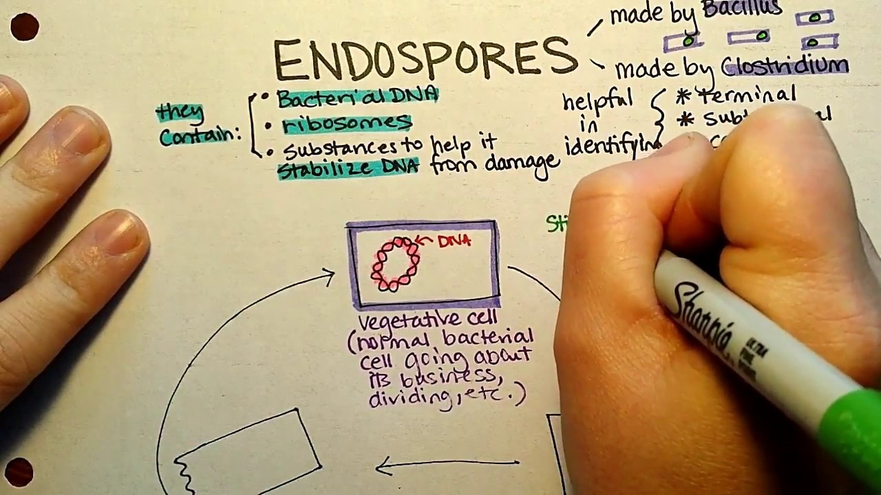 Endospore Sporulation - YouTube