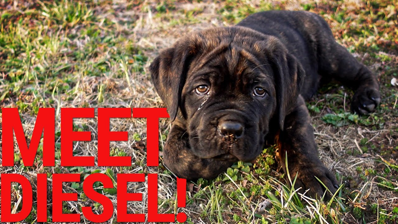 Meet Diesel!!!! - YouTube