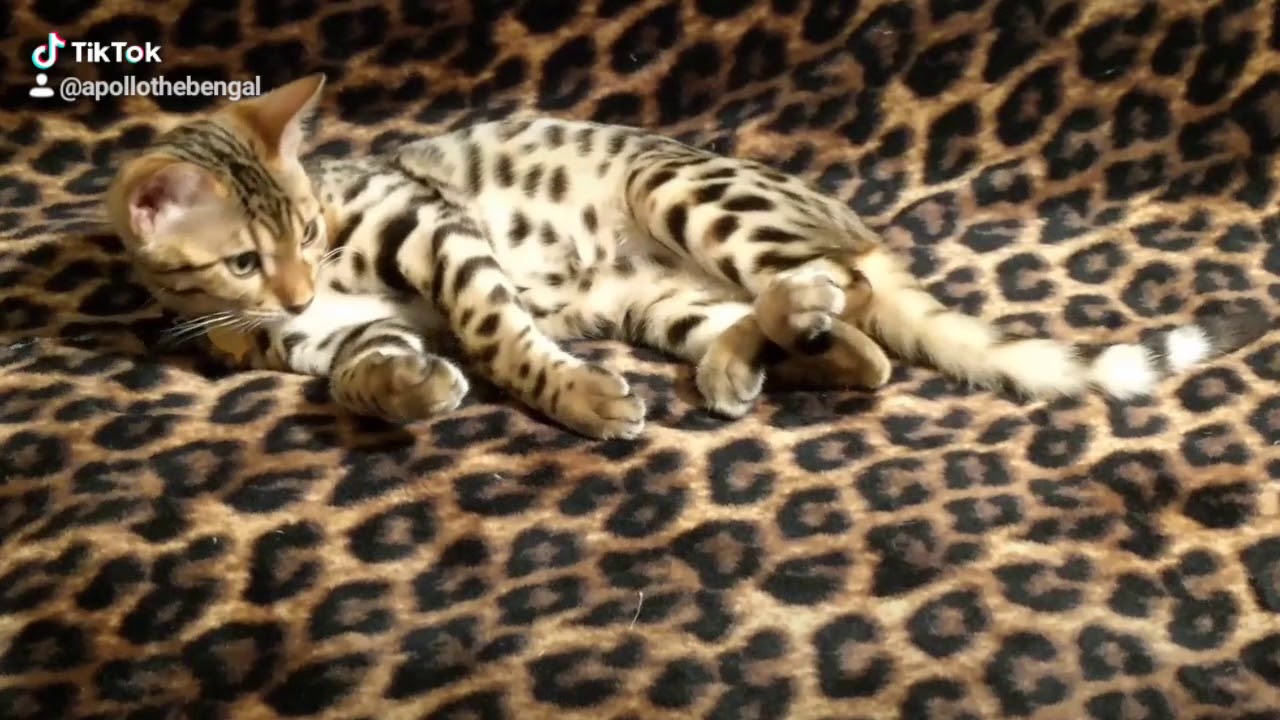 Meet the cutest Bengal kitten ever! Apollo our upcoming stud! 💙 - YouTube