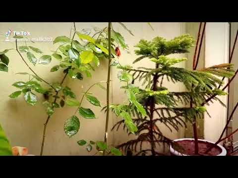 New WhatsApp status video | Rainy day | tiktok special video by ||Awan Trust||