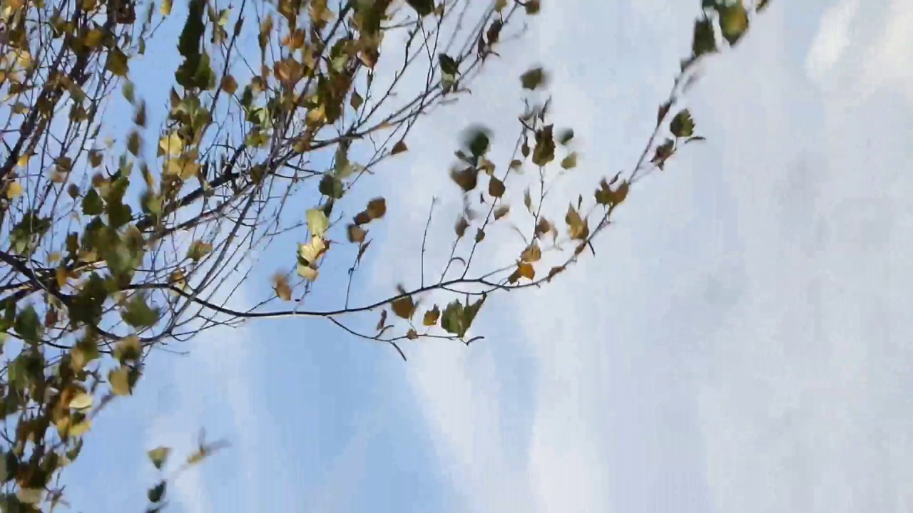 De wind waait door de bomen! - YouTube