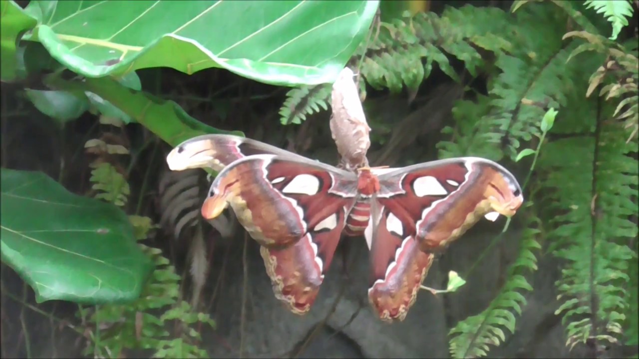 Vlindertuin wildlands - YouTube