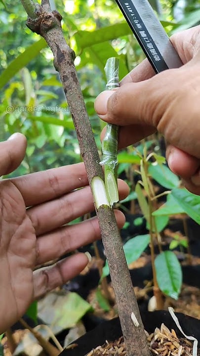 mango grafting techniques EP914 #graftingfruittrees - YouTube