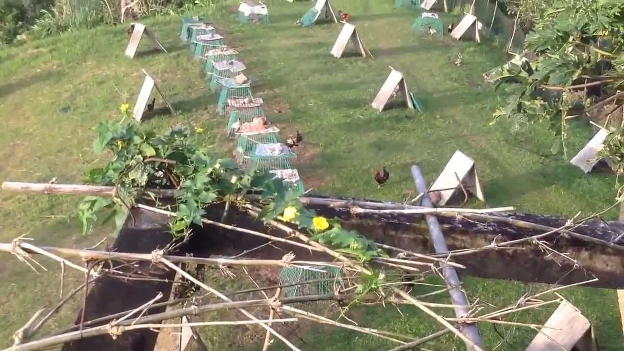 Transferring of 1-2 mos. old chicks to uphill farm of Cito Alberto ...