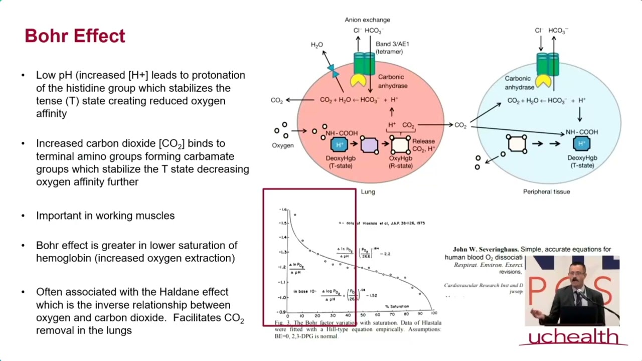 A Historical Perspective: Hemoglobin p50 and the Importance for ...