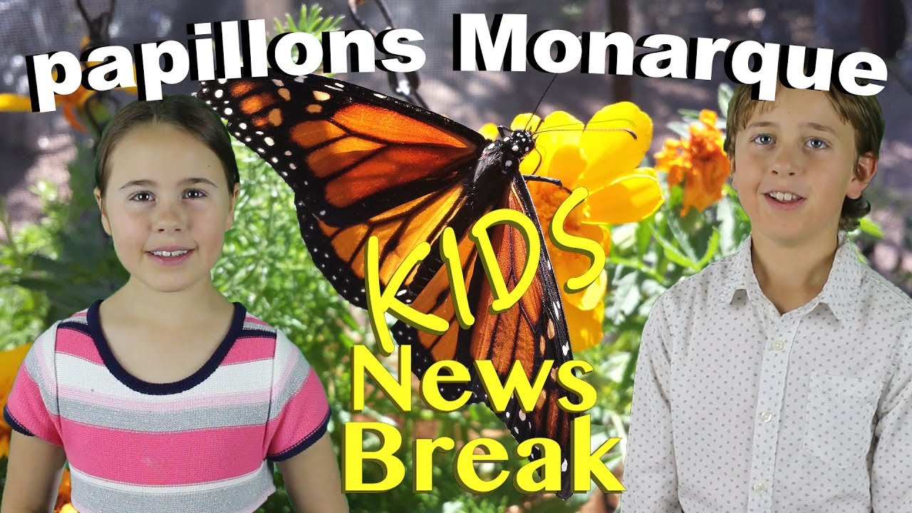 Papillons Monarque - Kids News Break - YouTube