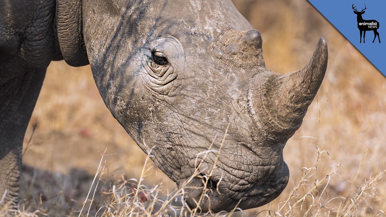 The End of The White Rhino - YouTube
