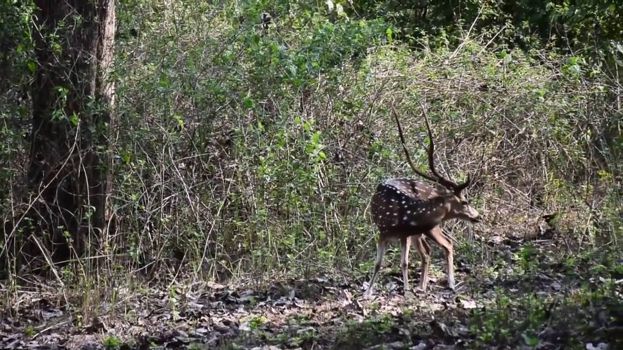 Tholpetty wildlife sanctuary latest|Tholpetty wildlife sanctuary ...