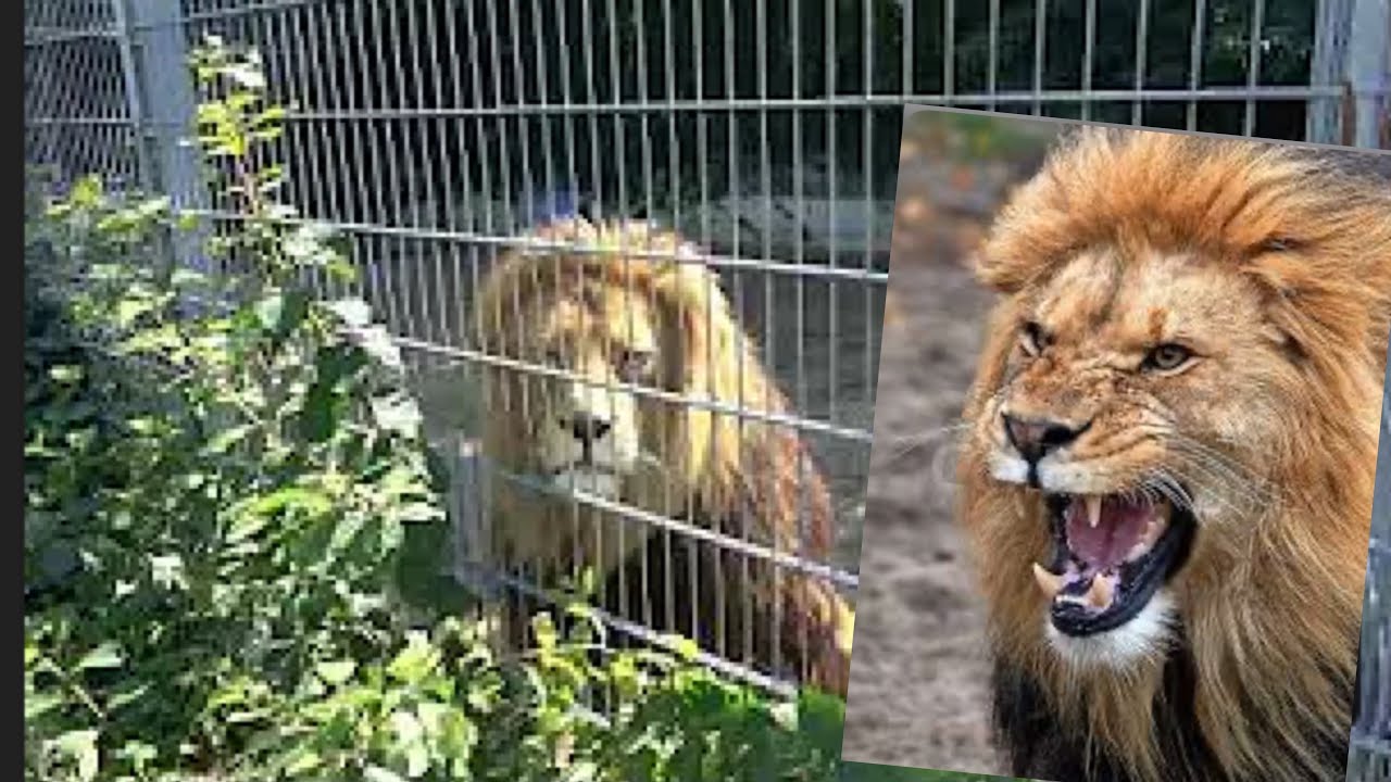 When Lion gets angry /don't mess with the Lion - YouTube